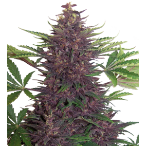 purple bud automatic