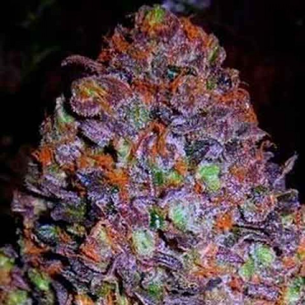 Best Purple Weed In The World