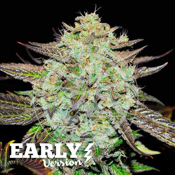 Purple Mango Kush Early Version - Buy Cannabis Seeds from World of Seeds