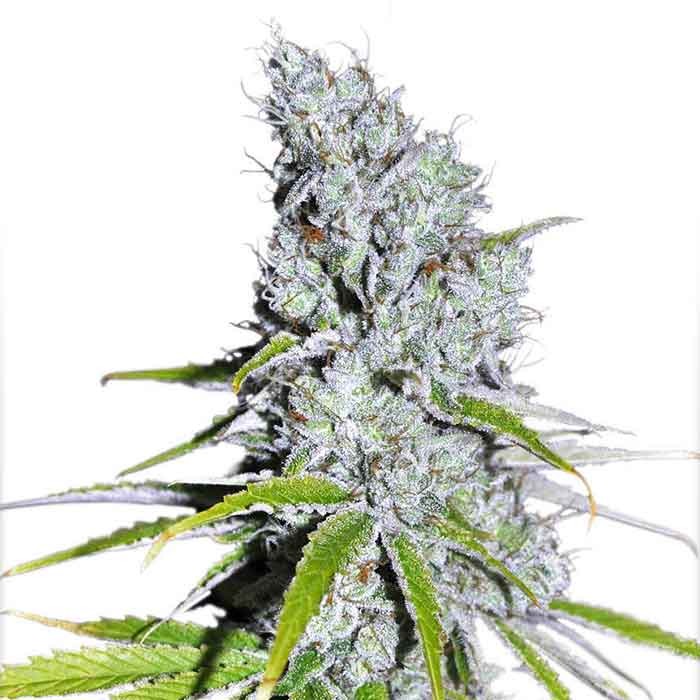 skunk kush thc