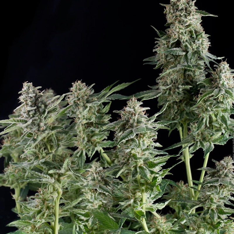 Northern Lights Cbd - Buy Cannabis Seeds from World of Seeds