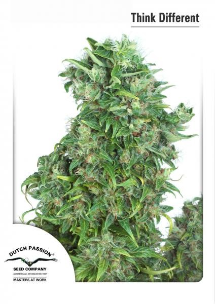 think different autoflower