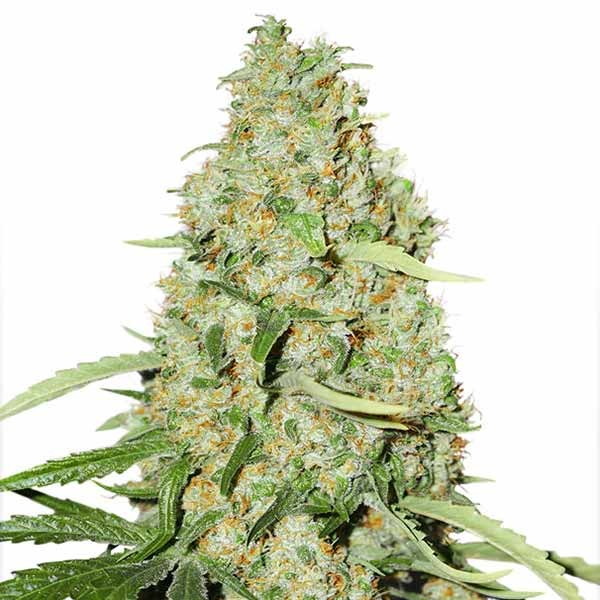 think different seeds