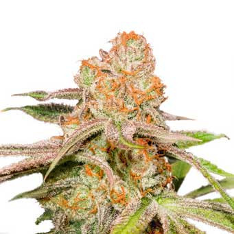 think different autoflower