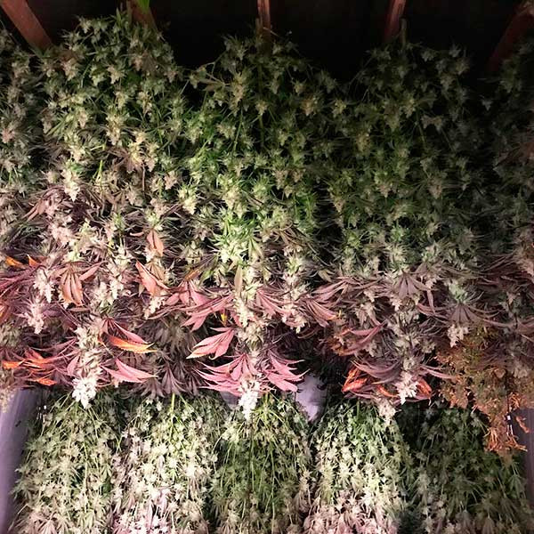 Eleven Roses - Buy Cannabis Seeds from World of Seeds