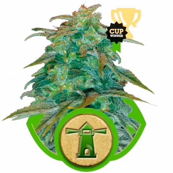 ROYAL HAZE AUTOMATIC - Buy Cannabis Seeds from ROYAL-QUEEN SEEDS