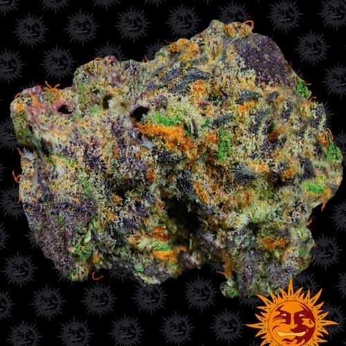 RUNTZ MUFFIN - Buy Cannabis Seeds from BARNEY'S FARM