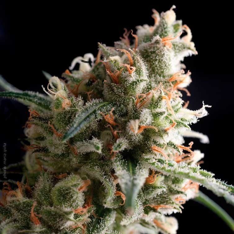 AUTO SUPER HASH - Buy Cannabis Seeds from PYRAMID SEEDS