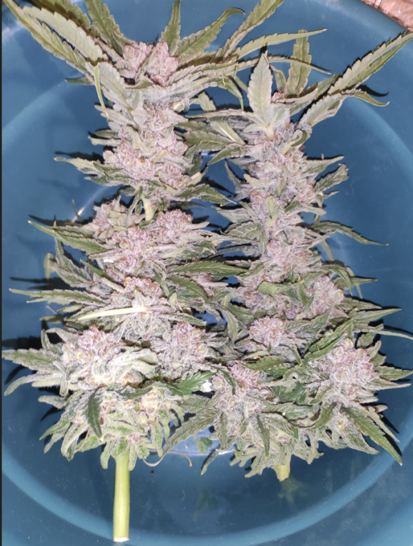 Cannabis Seeds Bank | Delicious Seeds